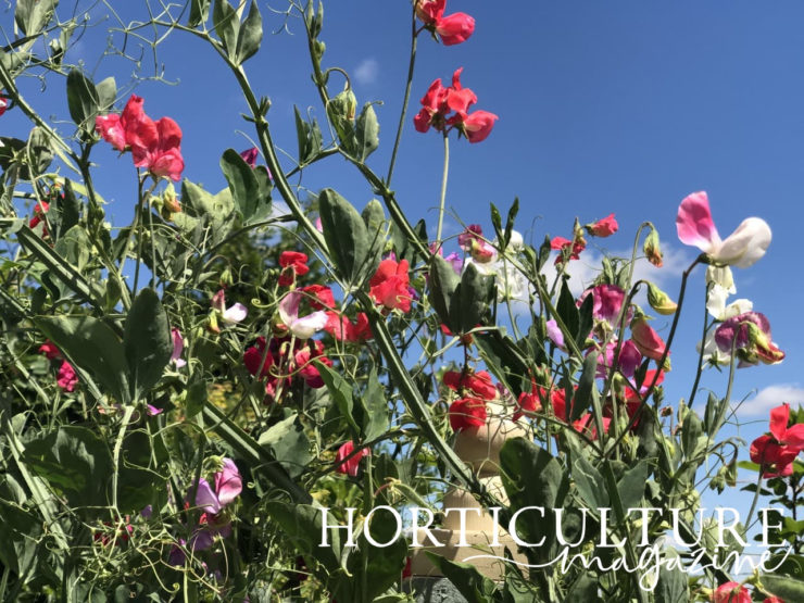 Expert Lathyrus Growers Share Sweet Peas Growing Tips Learnt Over Many ...