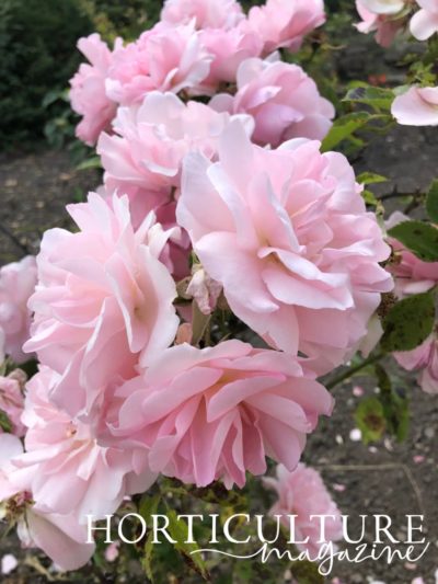 How (And When) To Prune Roses | Horticulture.co.uk