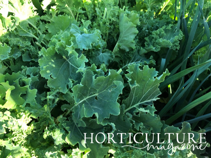 Use Staggered Sowings To Harvest Kale Throughout The Year - Emily Cupit ...