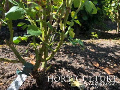 Cuttings Are A Great Way To Propagate A Cherished Rose Plant: Just ...