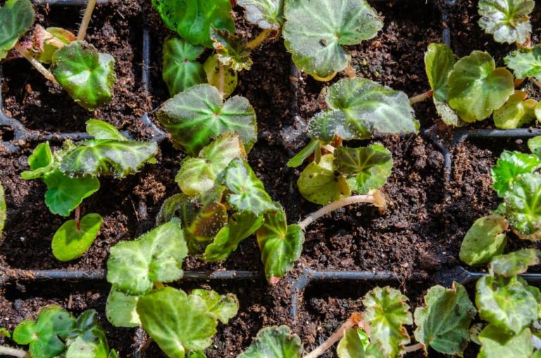 Propagating Begonia: Taking Cuttings For Tuberous, Fibrous-Rooted ...