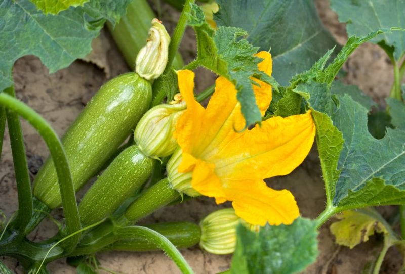 Maximise Your Courgette Yield With These Growing Tips From Roy Nicol ...