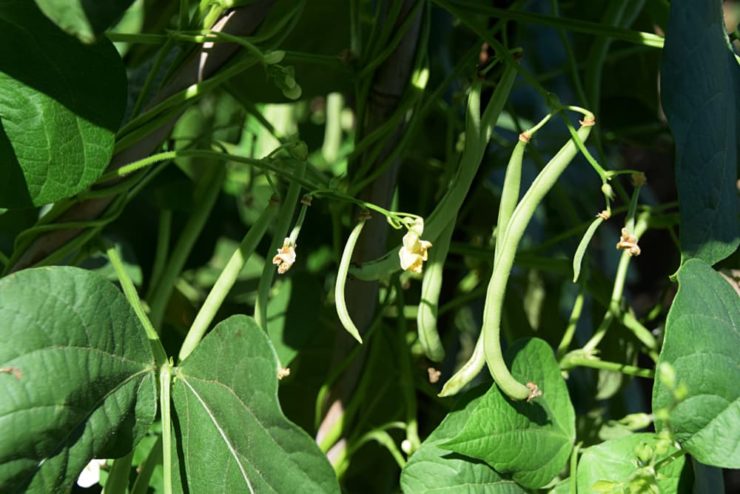 How To Grow French Beans | Horticulture Magazine