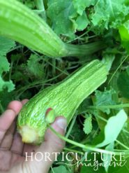 Harvesting Courgettes: 'Pick Regularly' Advise Gardeners, It'll ...