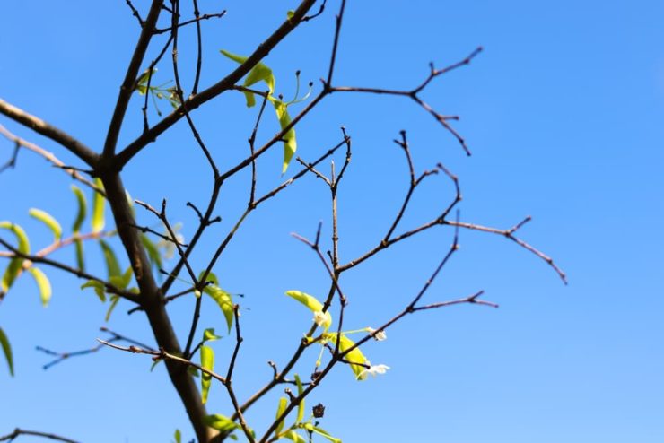 Defoliation: What To Do If Your Plant Suddenly Starts Losing A Lot Of ...