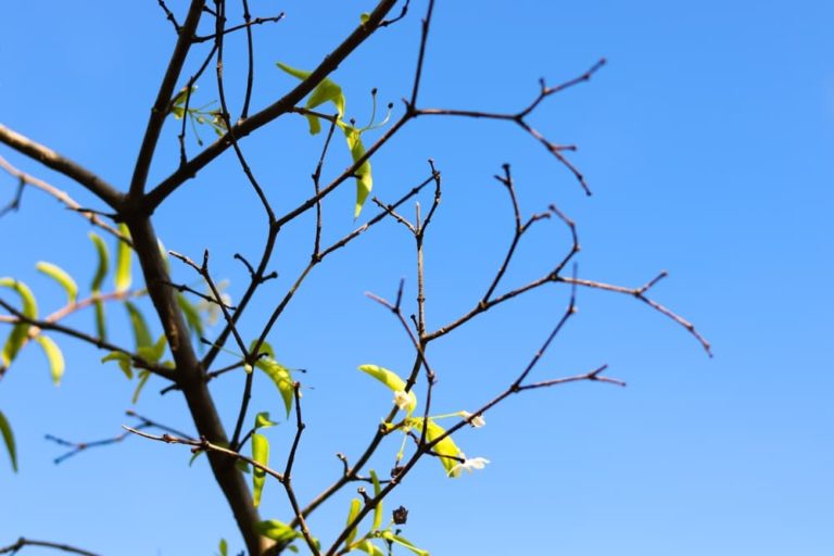 Defoliation: What To Do If Your Plant Suddenly Starts Losing A Lot Of ...