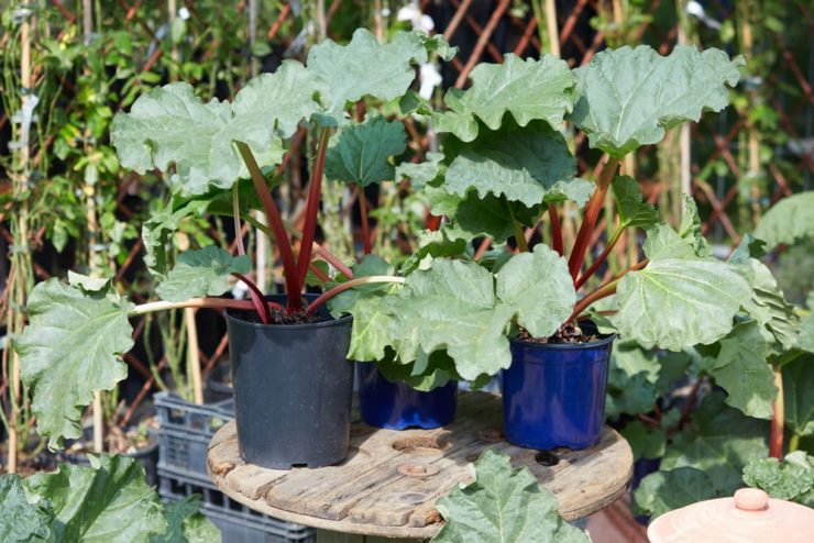 Rhubarb Can Be Grown In Containers Where Space Is An Issue - Just Don't ...