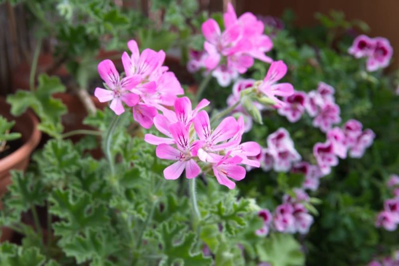 This Is How To Grow And Care For Hardy Geraniums According To Nursery ...