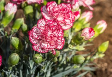 18 Inspiring Dianthus Varieties To Grow | Horticulture.co.uk