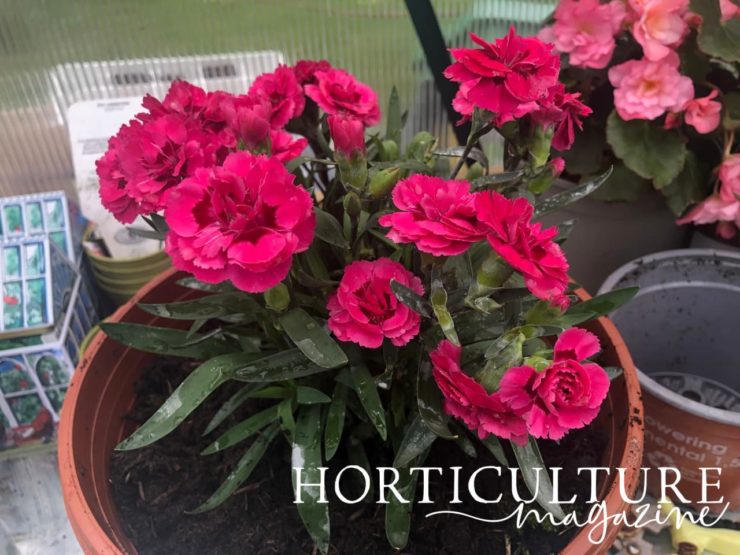 Dianthus In Pots - The Best Options To Grow Have Compact Growth Habits ...