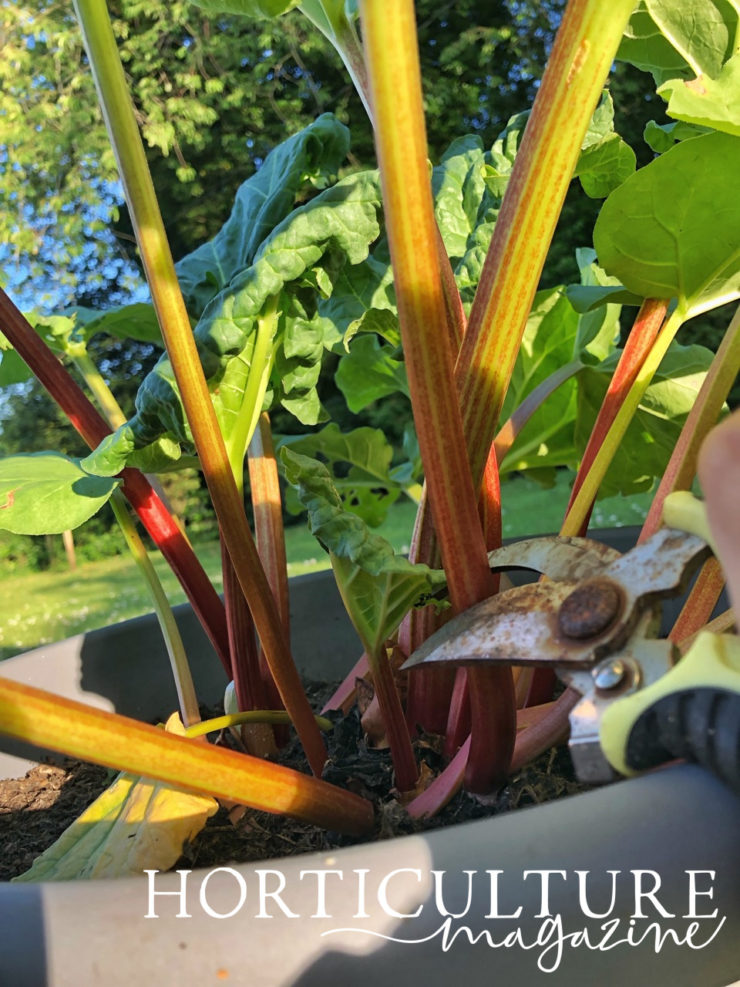 Some Experts Advise Pulling Rhubarb Stems From The Ground (Rather Than ...