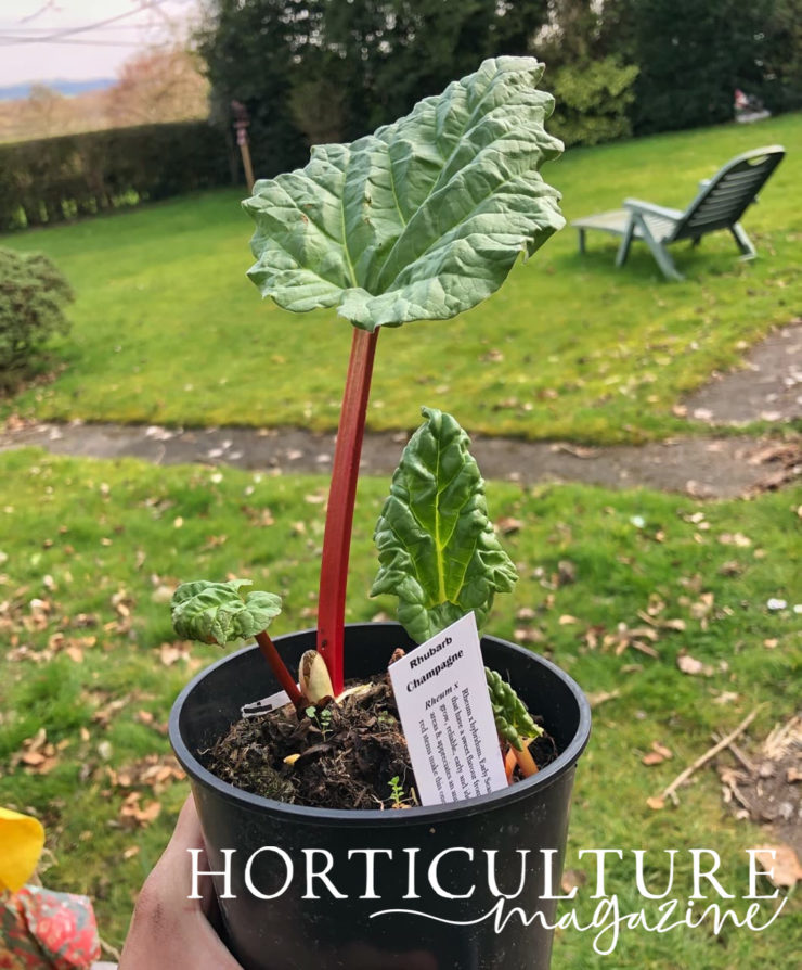 Rhubarb Can Be Grown In Containers Where Space Is An Issue - Just Don't ...