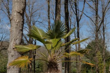 Ouch! These 9 Spiky Plants Will Add An Interesting Edge To Garden ...