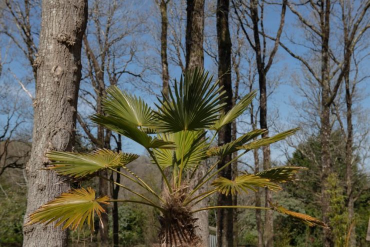 Ouch! These 9 Spiky Plants Will Add An Interesting Edge To Garden ...