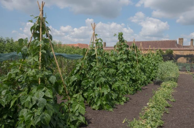 How To Grow French Beans | Horticulture Magazine