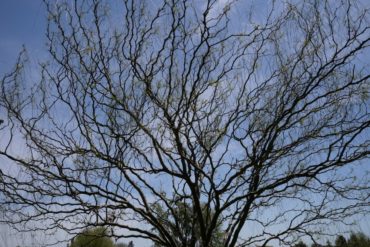 Defoliation: What To Do If Your Plant Suddenly Starts Losing A Lot Of ...