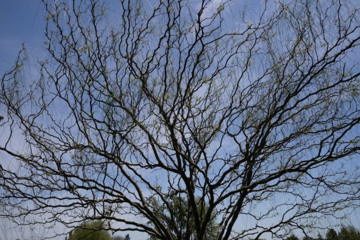 Defoliation: What To Do If Your Plant Suddenly Starts Losing A Lot Of ...