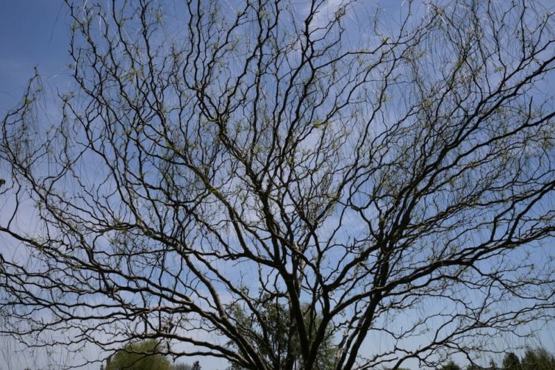 Defoliation: What To Do If Your Plant Suddenly Starts Losing A Lot Of ...