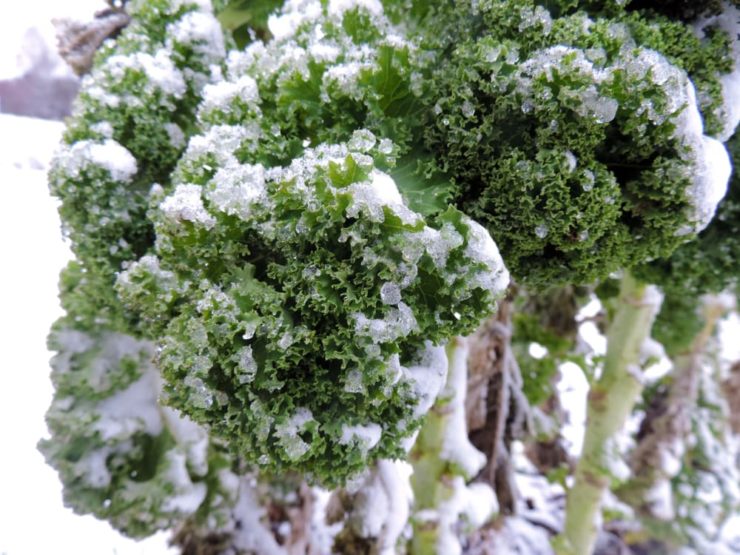Kale Plant Care & Growing Tips | Horticulture Magazine