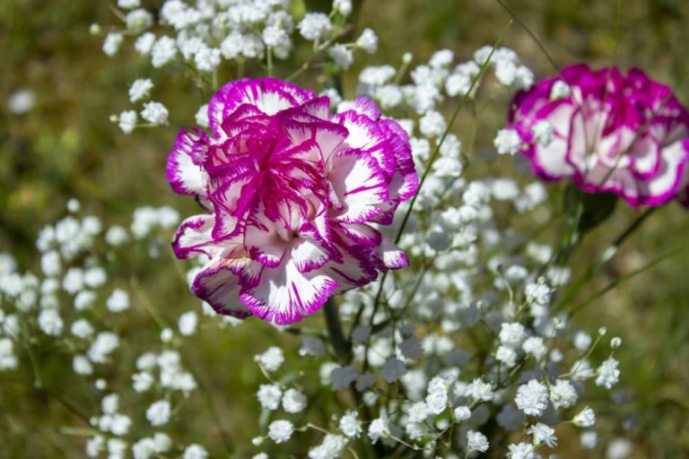 18 Inspiring Dianthus Varieties To Grow | Horticulture.co.uk
