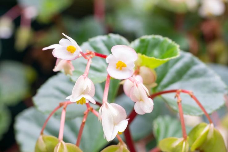 Specialist Begonia Growers Share Their Favourite Tips From The Garden ...