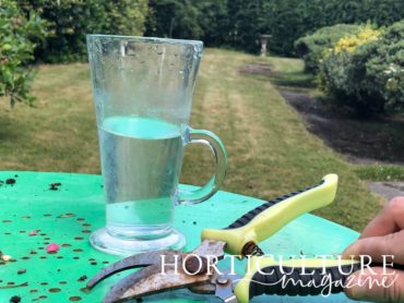 Cuttings Are A Great Way To Propagate A Cherished Rose Plant: Just ...