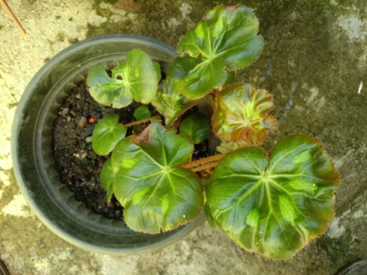Propagating Begonia: Taking Cuttings For Tuberous, Fibrous-Rooted ...