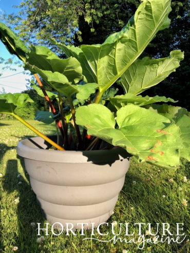 Rhubarb Can Be Grown In Containers Where Space Is An Issue - Just Don't ...