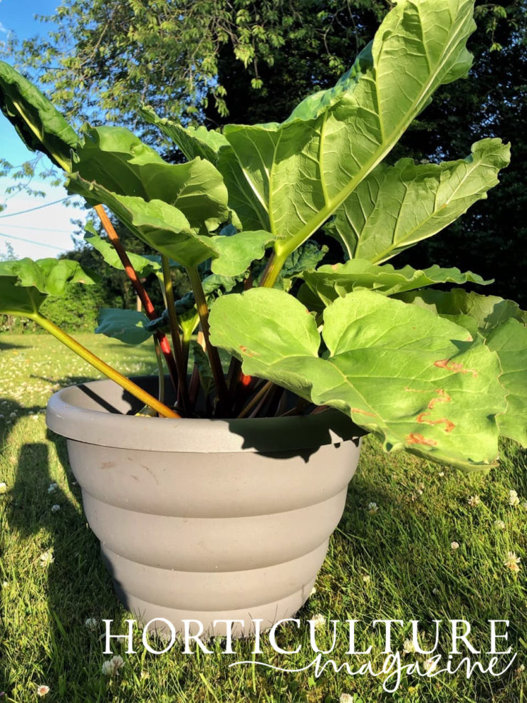 Rhubarb Can Be Grown In Containers Where Space Is An Issue - Just Don't ...
