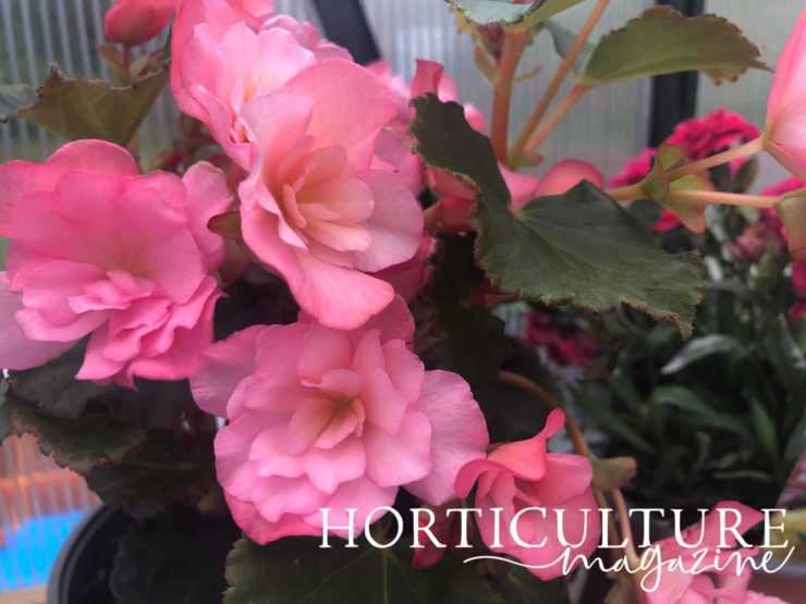 Growing Begonia In Hanging Baskets | Horticulture.co.uk