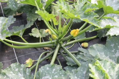 Maximise Your Courgette Yield With These Growing Tips From Roy Nicol ...