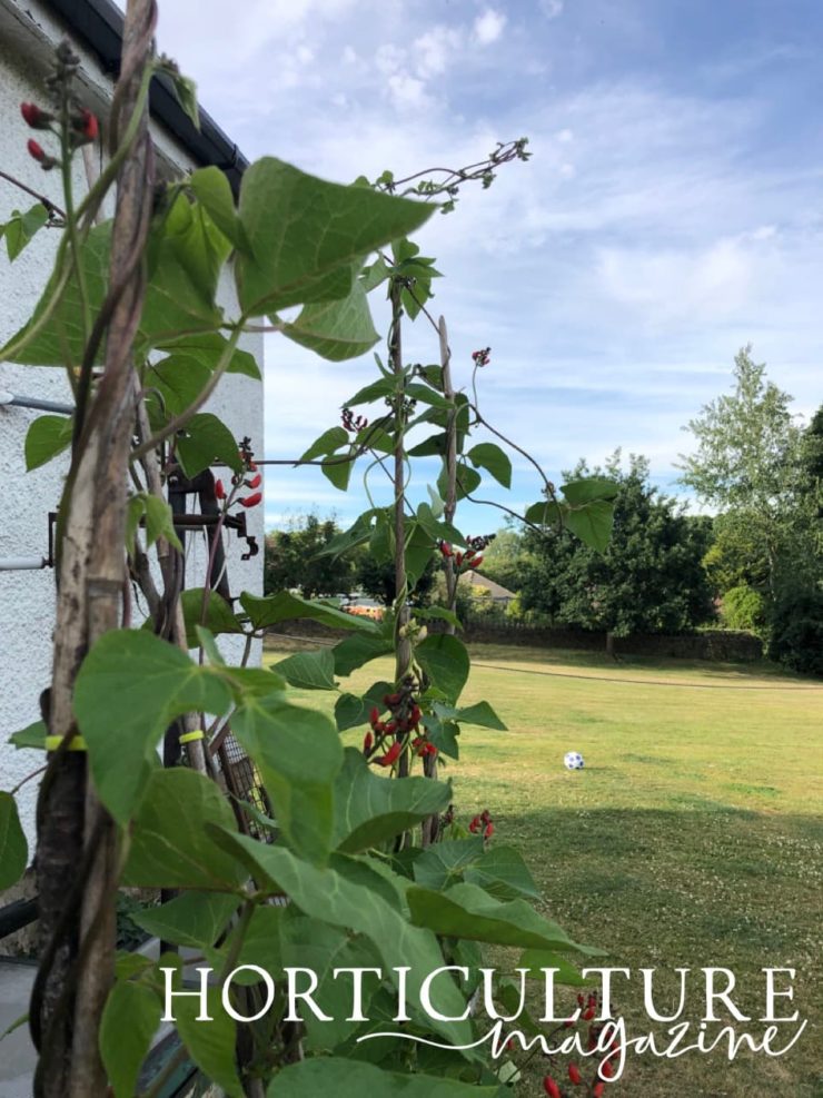 Supporting Climbing French Beans - 'Hang At A Good Sheltered ...