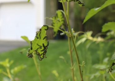 Defoliation: What To Do If Your Plant Suddenly Starts Losing A Lot Of ...