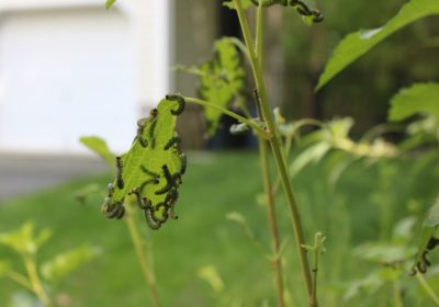 Defoliation: What To Do If Your Plant Suddenly Starts Losing A Lot Of ...