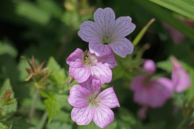 Choosing The Best Hardy Geranium Varieties With Gary Carroll From ...