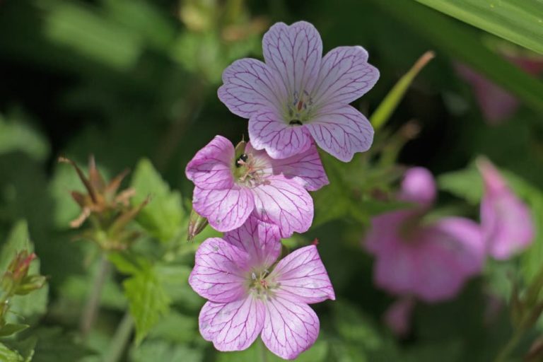 Choosing The Best Hardy Geranium Varieties With Gary Carroll From ...
