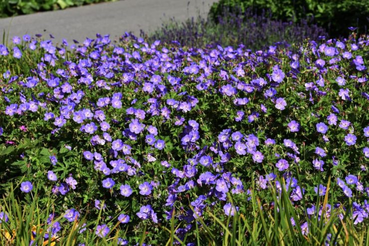 This Is How To Grow And Care For Hardy Geraniums According To Nursery ...
