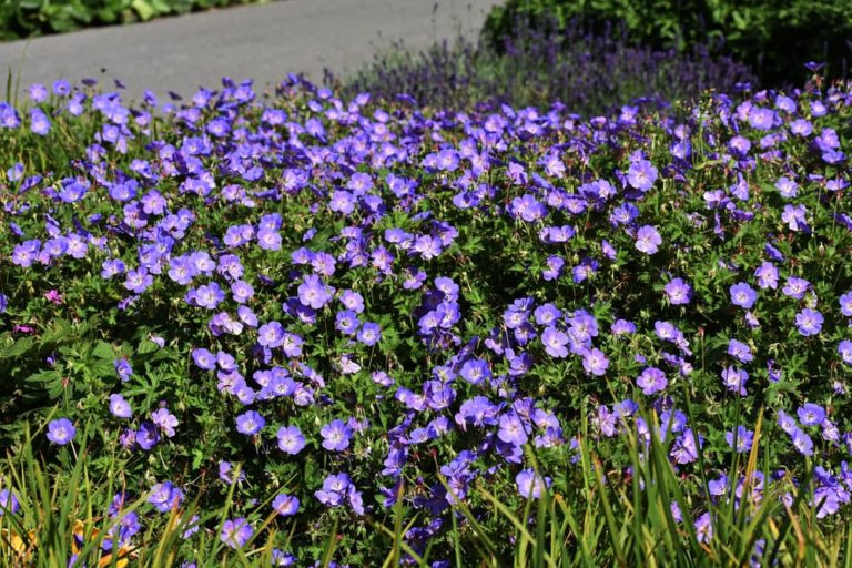 This Is How To Grow And Care For Hardy Geraniums According To Nursery ...