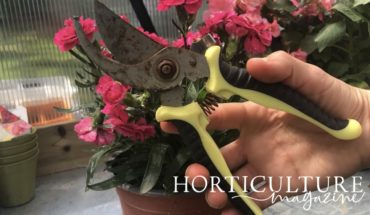 How To Deadhead Dianthus In 4 Steps | Horticulture.co.uk