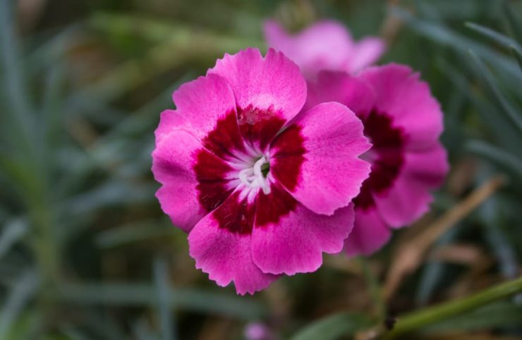 From 'Clove' To 'Rockin Red' - Here Are 18 Dianthus Varieties With Many ...
