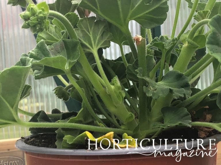 Here's How To Take Geranium Cuttings - Buy Just Once And Propagate New ...