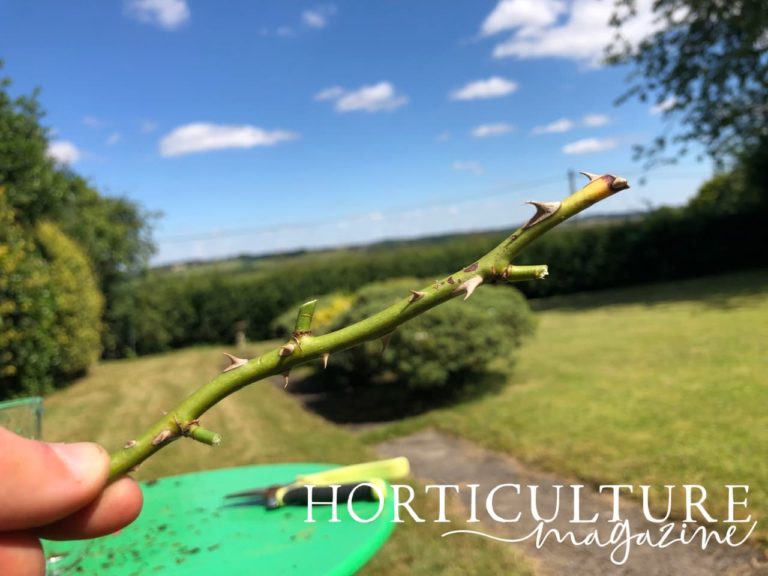Cuttings Are A Great Way To Propagate A Cherished Rose Plant: Just ...
