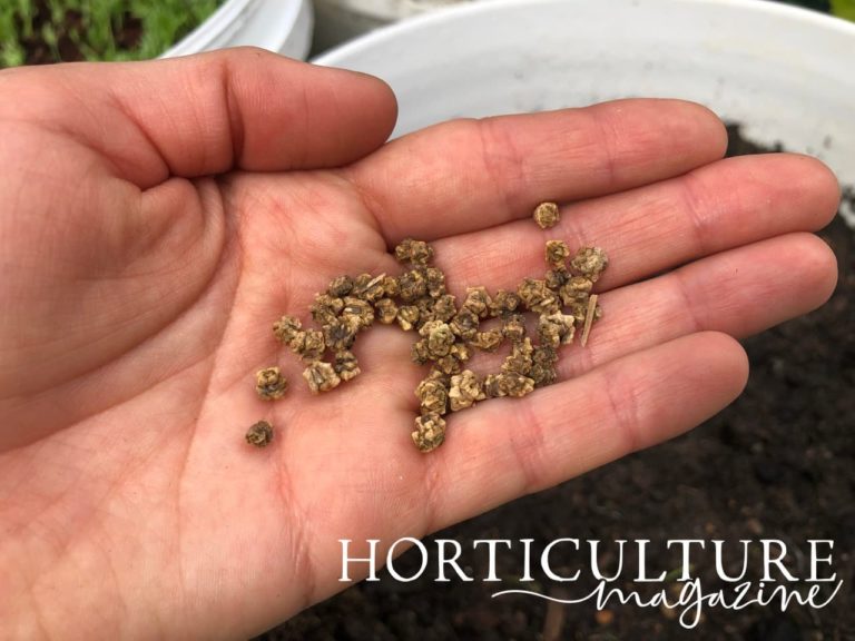 Use These Varieties If You're Container Growing Beetroot Says Peter ...