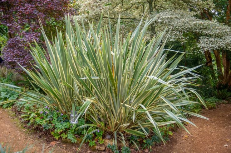 Ouch! These 9 Spiky Plants Will Add An Interesting Edge To Garden ...