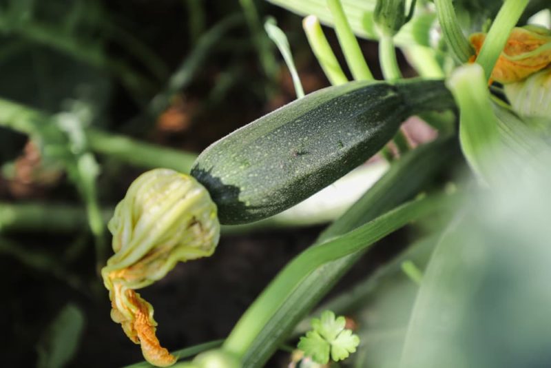 Maximise Your Courgette Yield With These Growing Tips From Roy Nicol ...