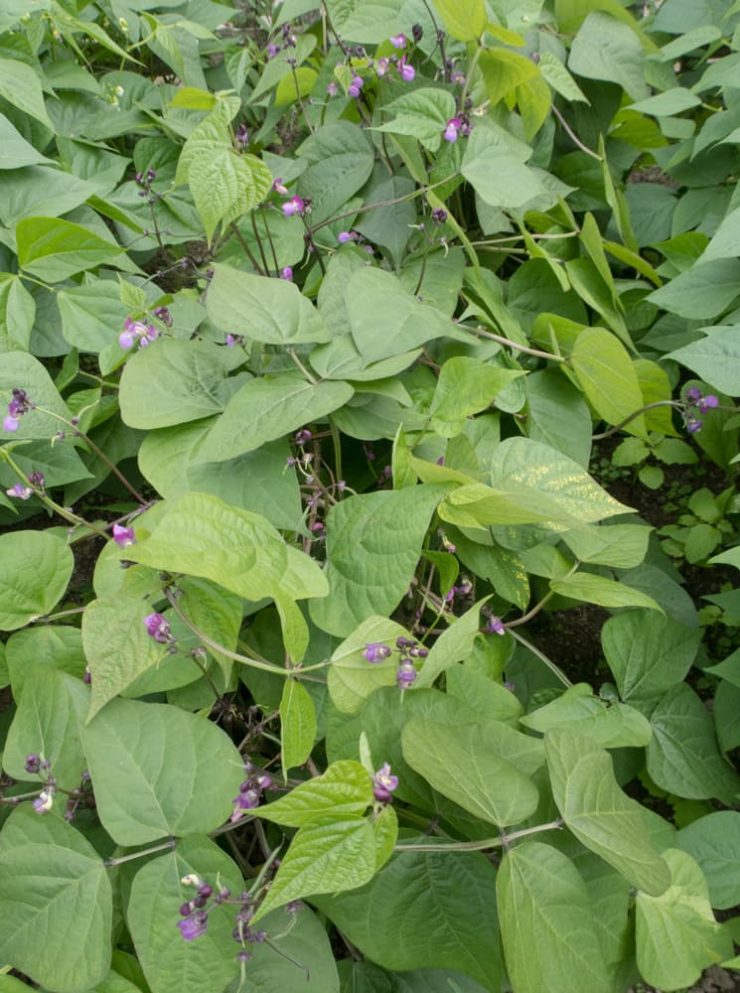 How To Grow French Beans | Horticulture Magazine
