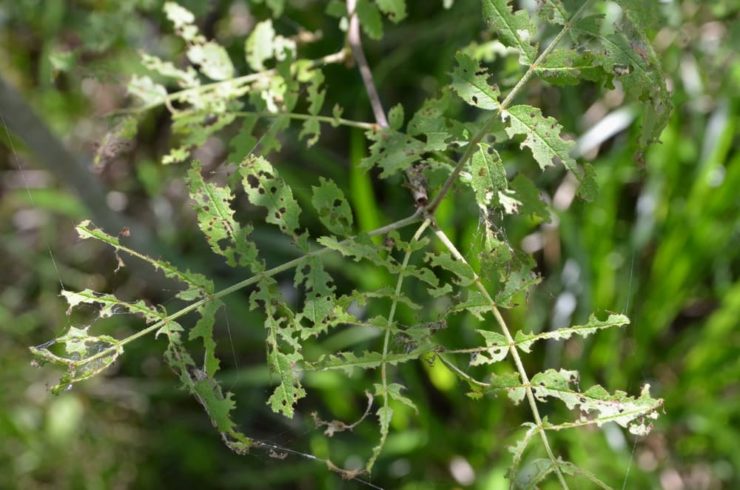 Defoliation: What To Do If Your Plant Suddenly Starts Losing A Lot Of ...