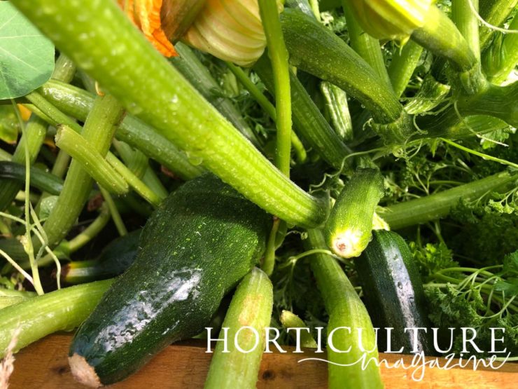 Harvesting Courgettes: 'Pick Regularly' Advise Gardeners, It'll ...