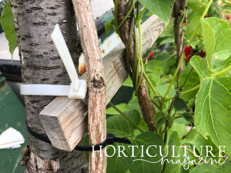 Supporting Climbing French Beans - 'Hang At A Good Sheltered ...