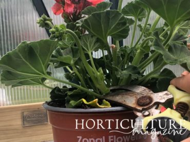 Here's How To Take Geranium Cuttings - Buy Just Once And Propagate New ...